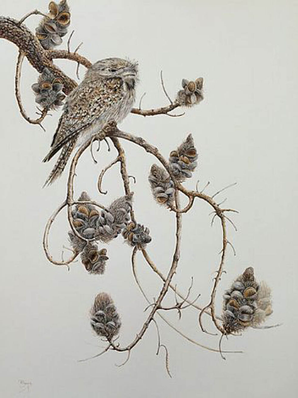 Peta Boyce - SAA Exhibitions