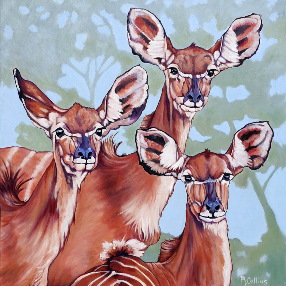 Rose Collins - SAA Exhibitions