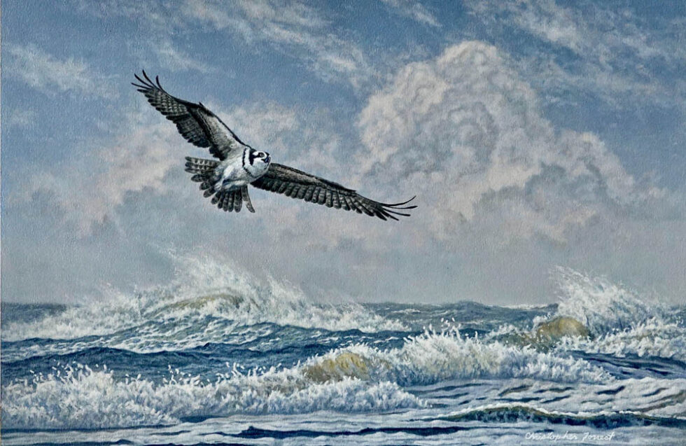 Christopher Forrest, SAA - SAA Exhibitions